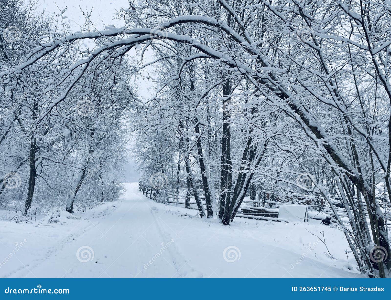 Beautiful Winter Landscape with Snow O Trees Stock Image - Image of ...