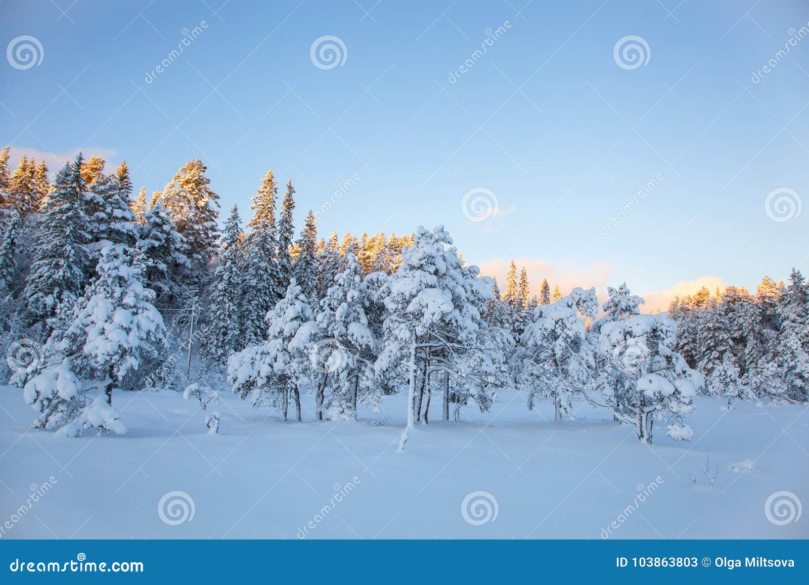Beautiful Winter Landscape Snow Tree Stock Image - Image of snow, color ...