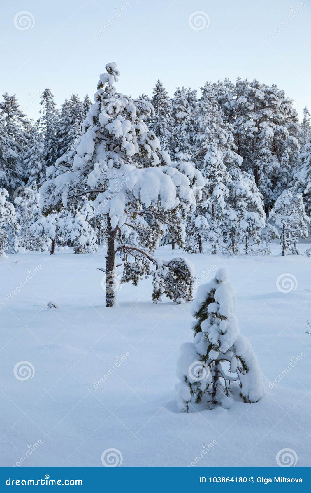 Beautiful Winter Landscape Snow Tree Stock Photo - Image of pine ...