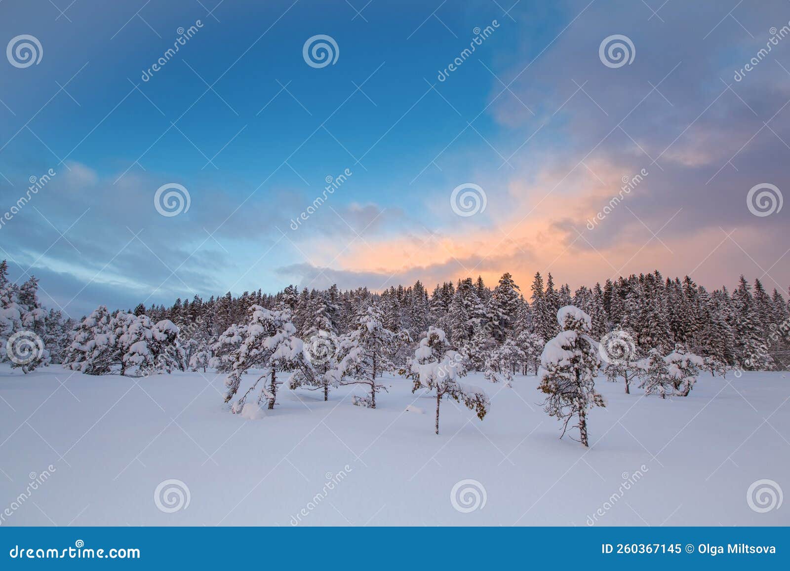 Beautiful Winter Landscape Snow Tree Stock Image - Image of snowy ...