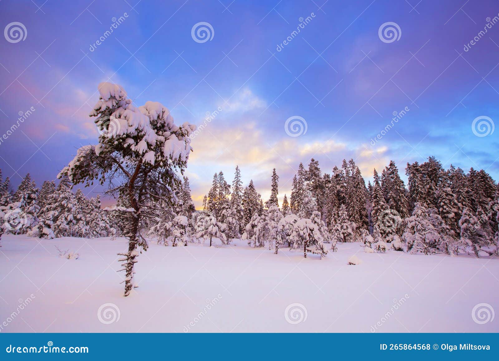 Beautiful Winter Landscape Snow Tree Stock Photo - Image of freeze ...