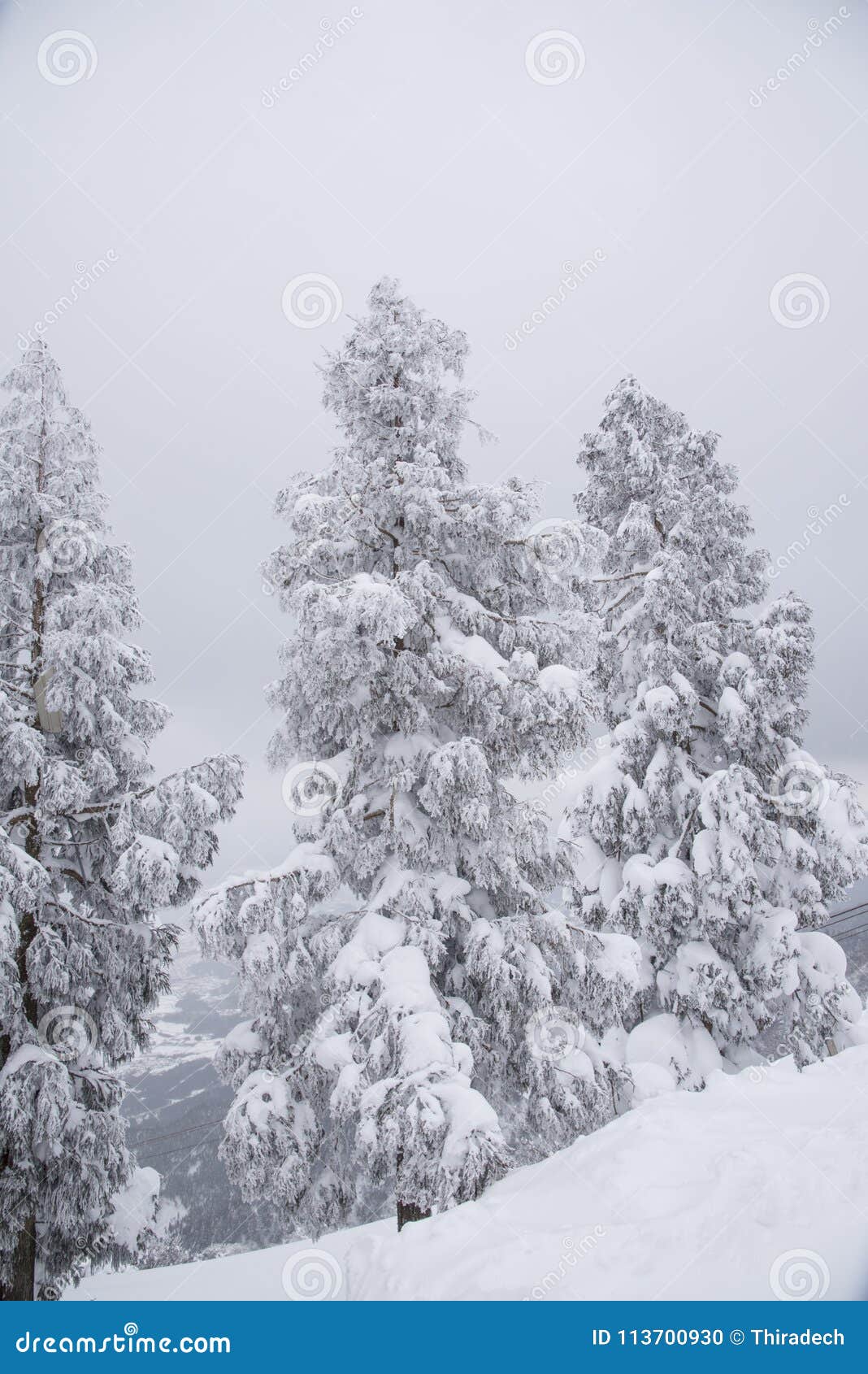 Snow Pine Trees stock photo. Image of scene, christmas - 113700930