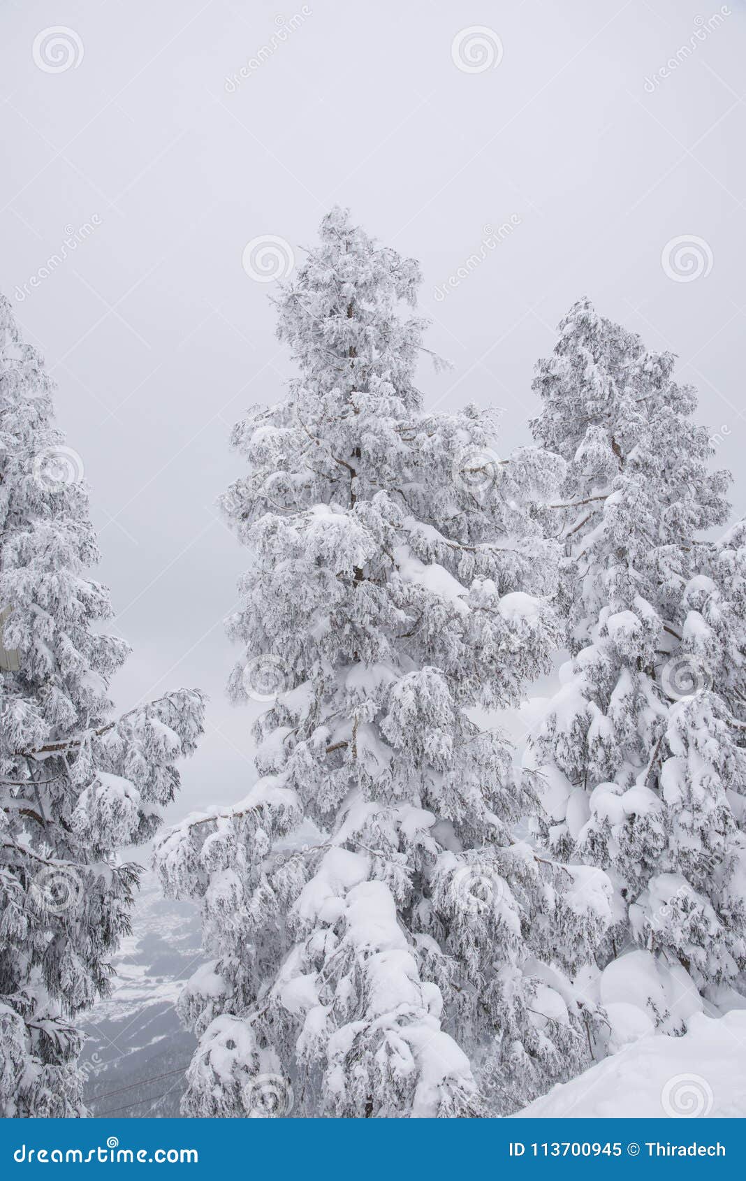 Snow Pine Trees stock image. Image of outdoor, snow - 113700945