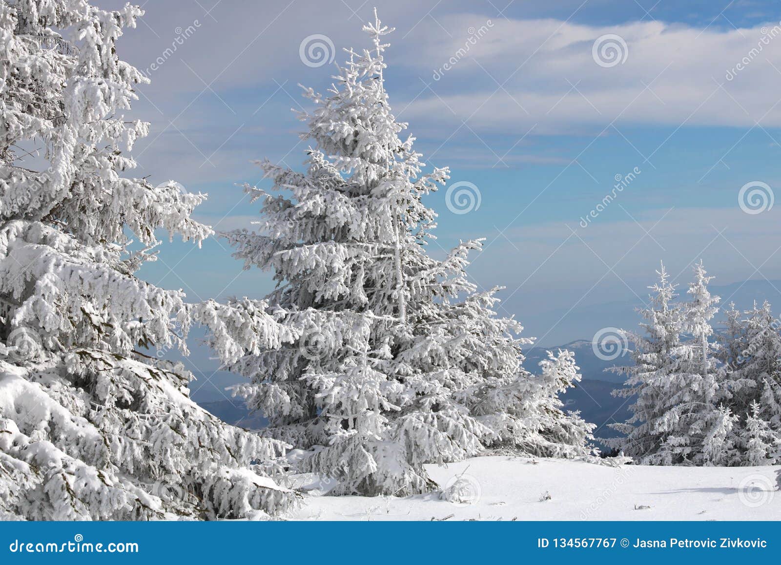 Winter Landscape with Snow and Trees Stock Image - Image of snow ...