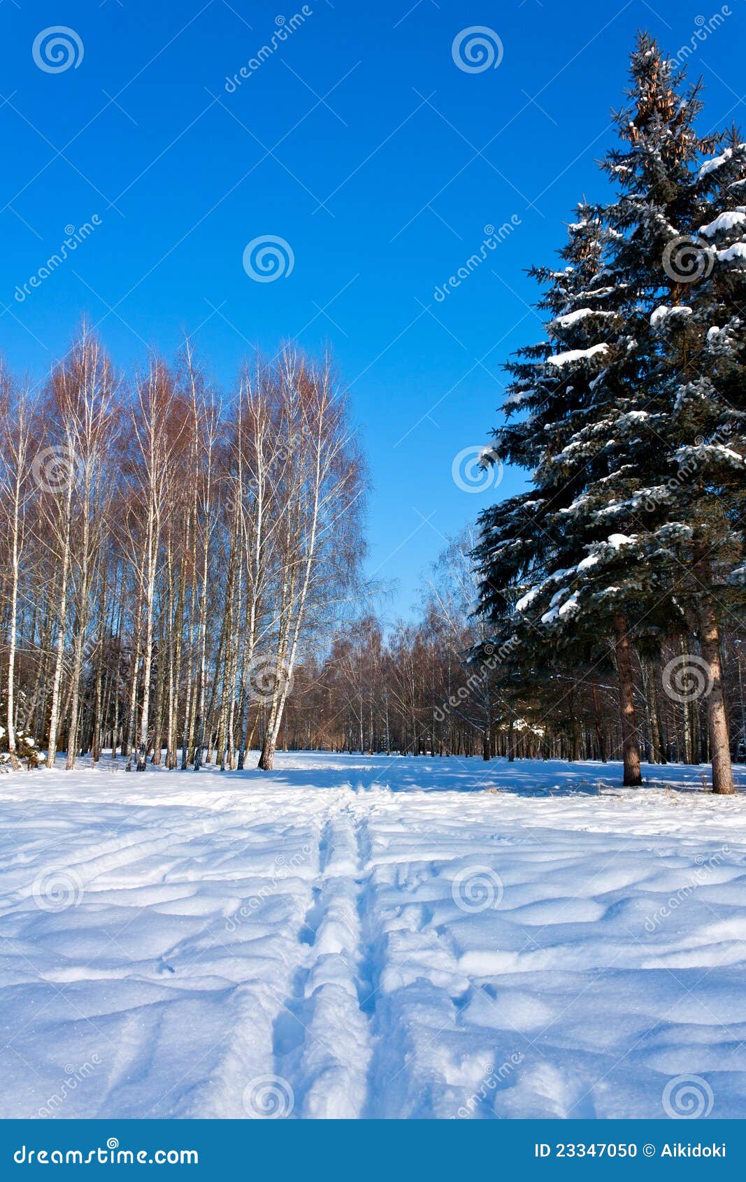 Beautiful Winter Landscape with Snow and Trees Stock Photo - Image of ...
