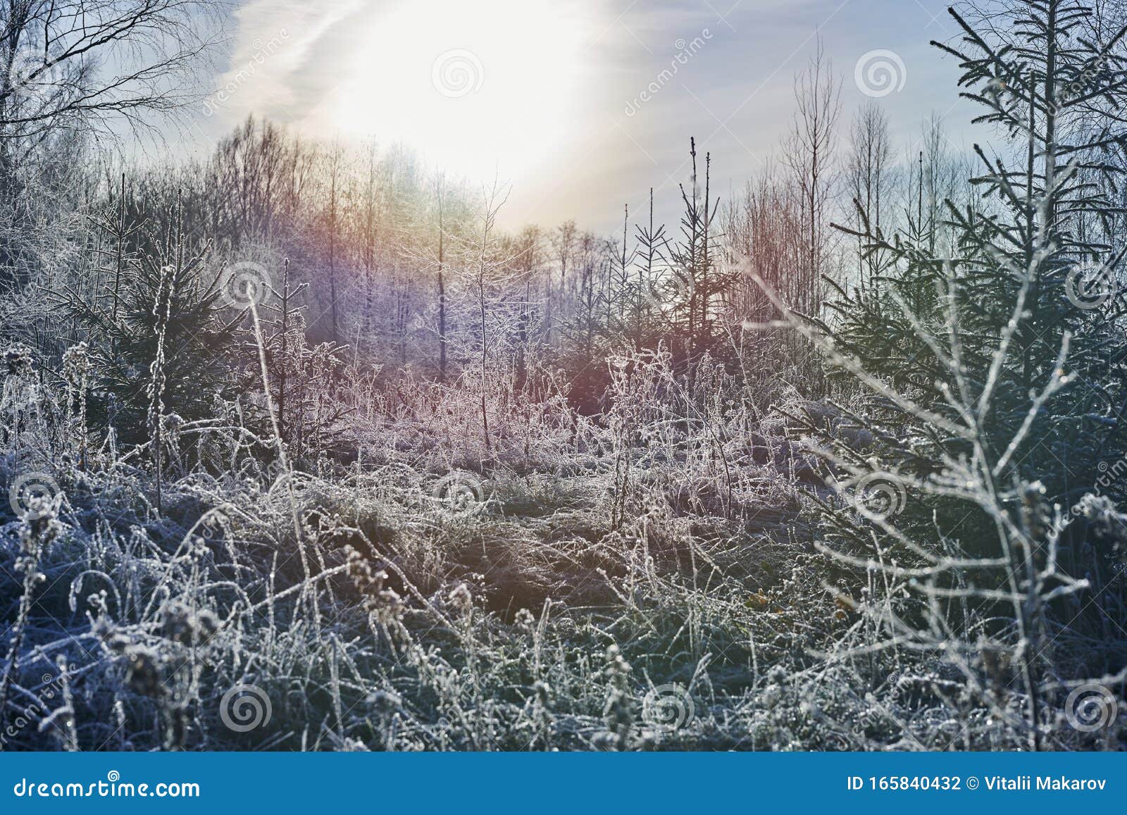 Beautiful Winter Landscape with Trees Covered with Ice Crystals Stock ...