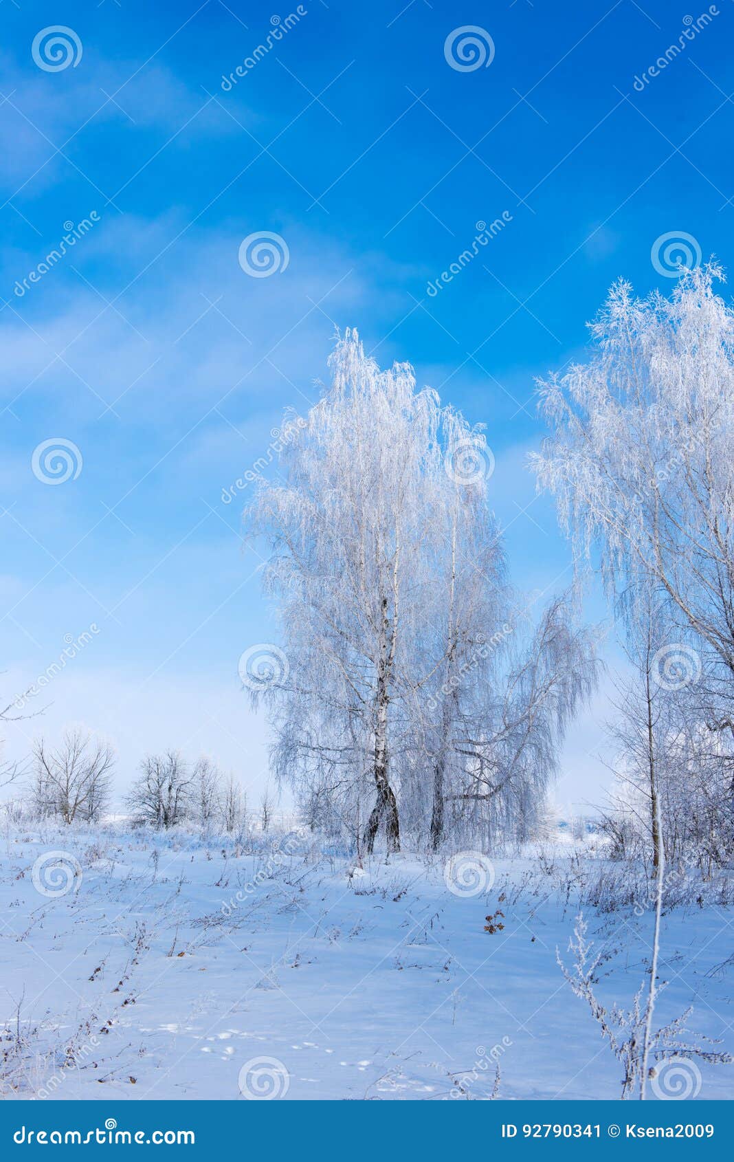 Beautiful Winter Landscape with Trees Stock Image - Image of frosty ...