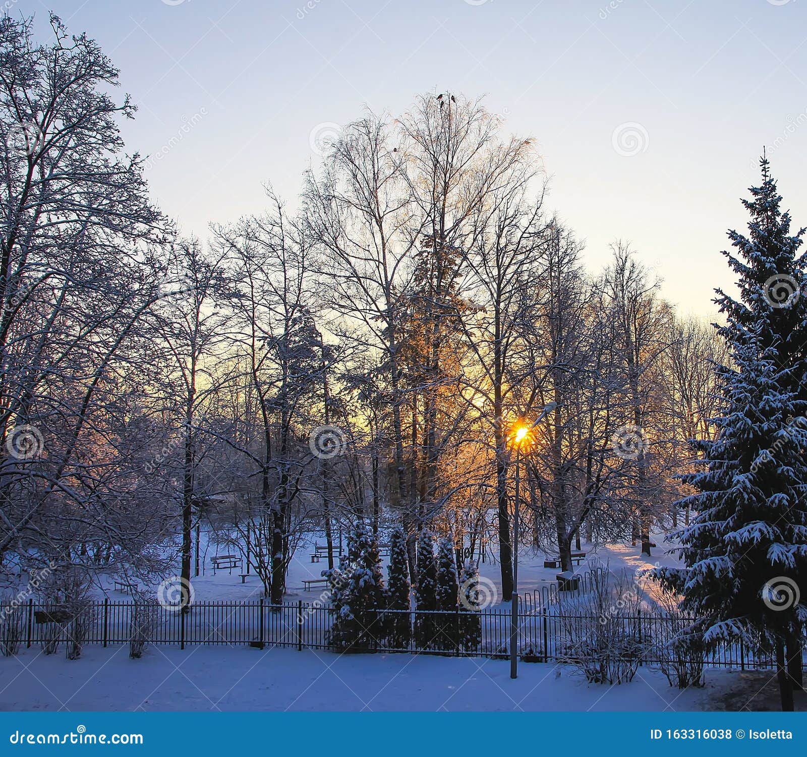 Beautiful Winter Landscape with Trees in Snow. Sunset Light Stock Photo ...
