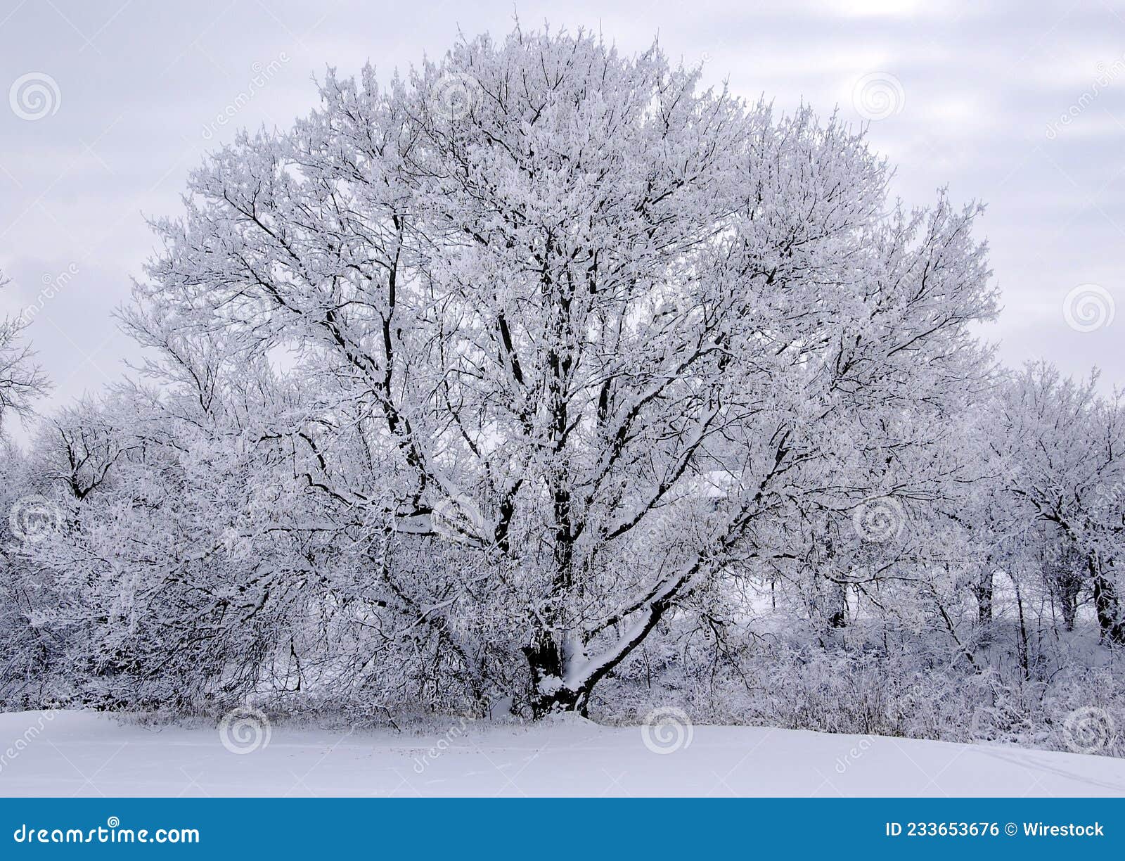 Beautiful Winter Landscape with White Trees. Stock Photo - Image of ...
