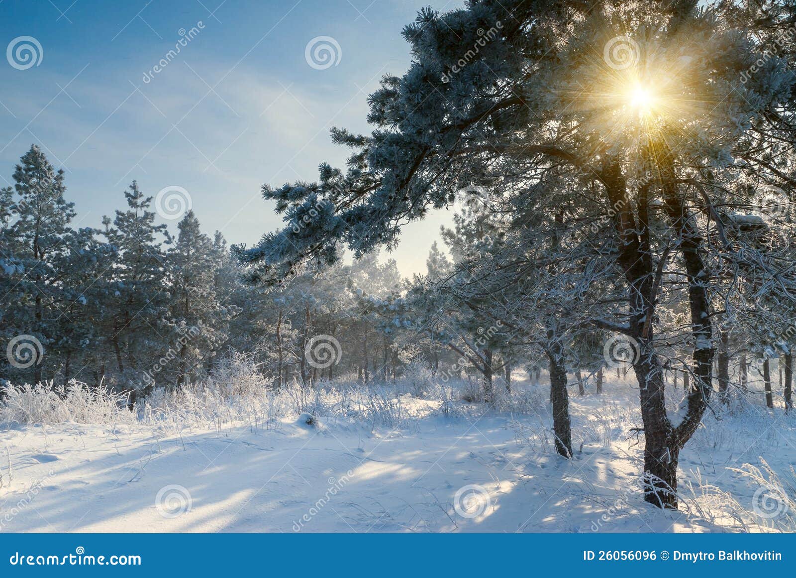 Beautiful winter morning stock photo. Image of natural - 26056096