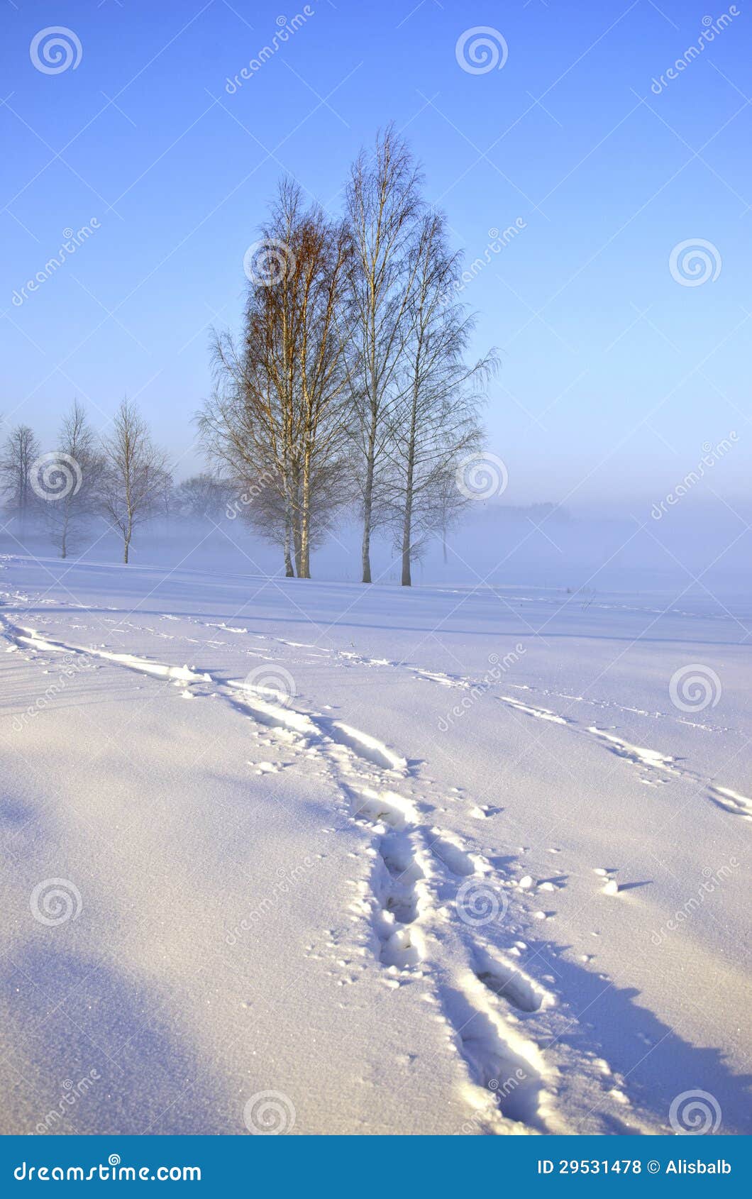 Beautiful Winter Morning in Park and Mist Stock Photo - Image of ...