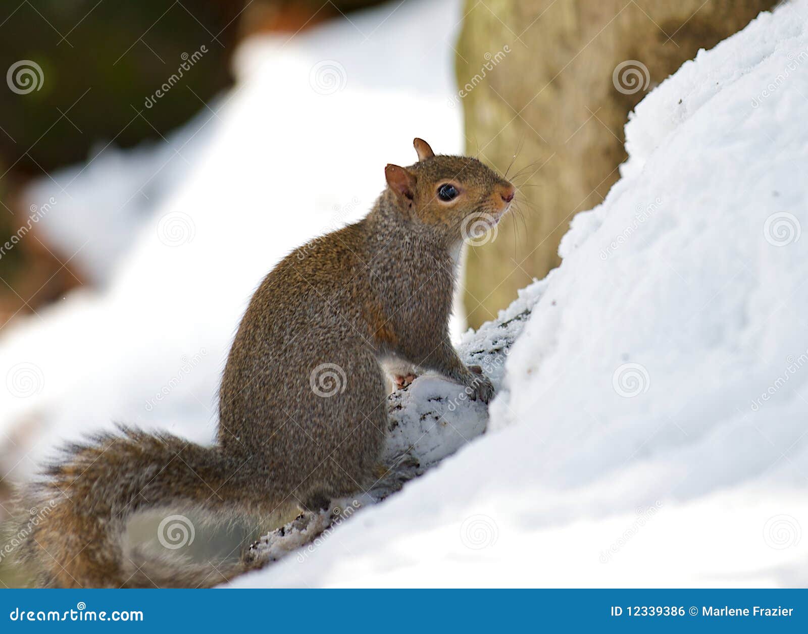 Beautiful Winter Nature Image of a Squirrel in the Stock Photo - Image ...