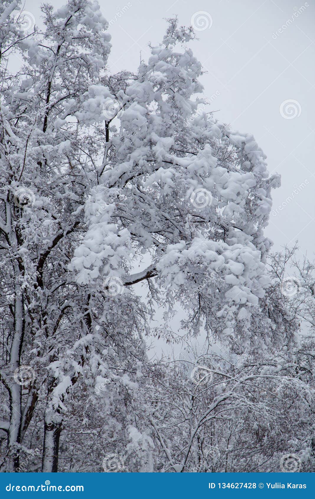 Beautiful Winter Panorama with Snow Covered Trees Stock Photo - Image ...