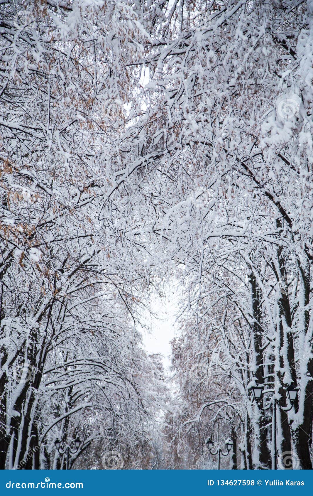 Beautiful Winter Panorama with Snow Covered Trees Stock Photo - Image ...