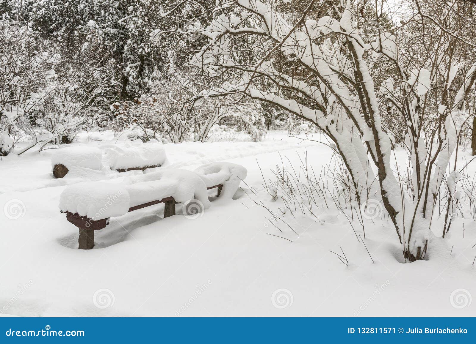Beautiful Winter Park with Bench Stock Image - Image of nature ...