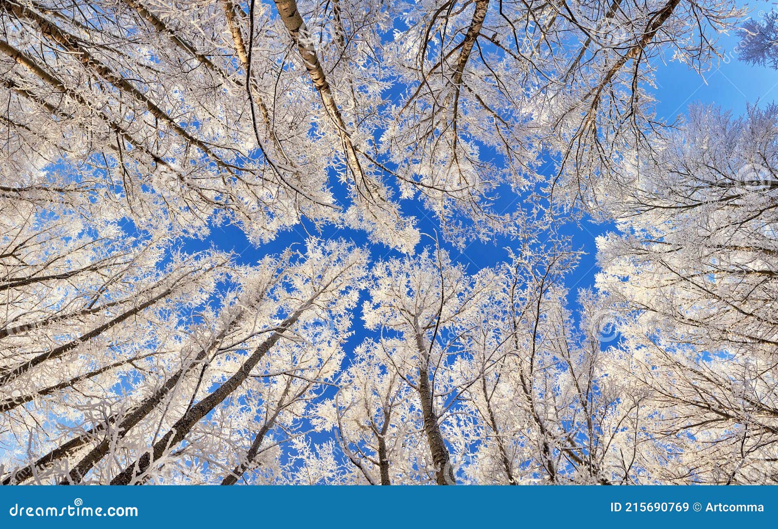 Beautiful Winter Park, Trees in Hoarfrost Stock Image - Image of bottom ...