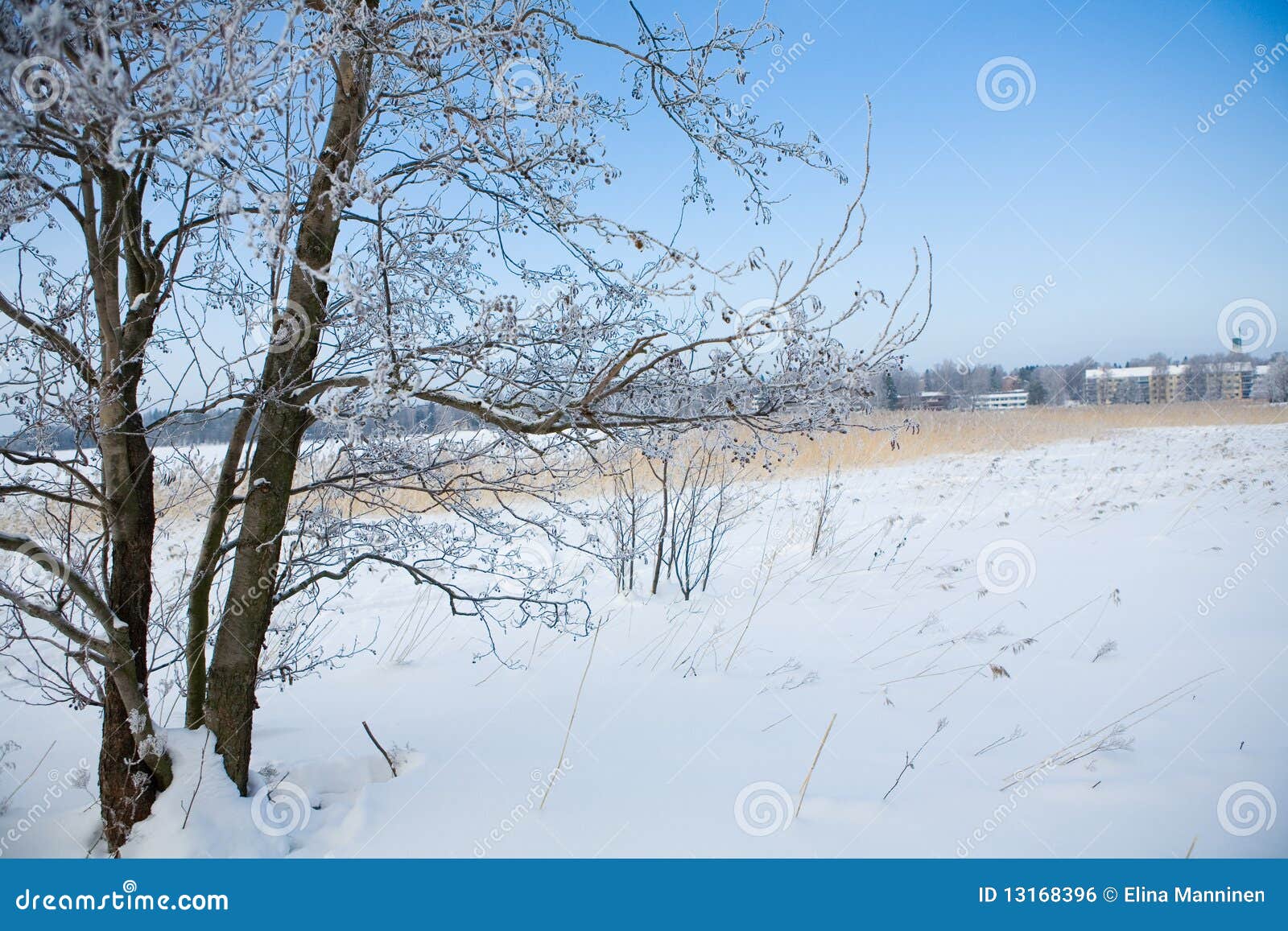 Beautiful winter scene stock photo. Image of tree, scenery - 13168396