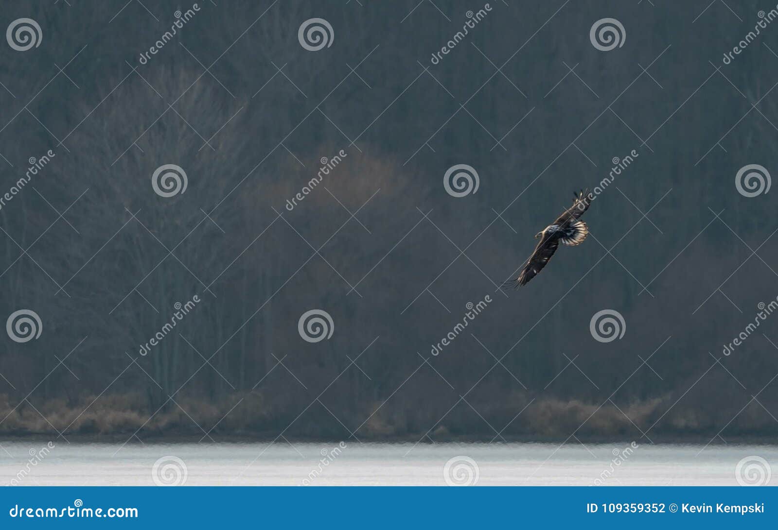 Soaring Eagle Over Frozen Lake Stock Photo - Image of eagle, scene ...