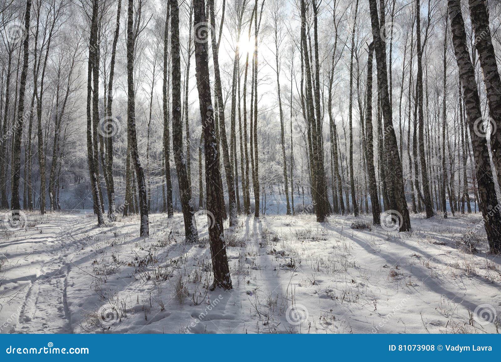 Beautiful Winter Sun with Trees in the Snow Stock Photo - Image of ...