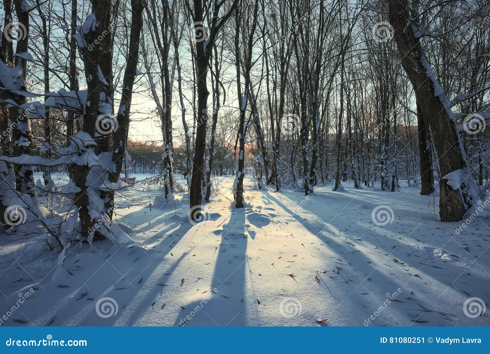 Beautiful Winter Sun with Trees in the Snow Stock Image - Image of ...