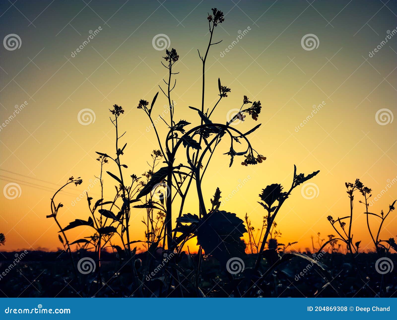 Beautiful Winter Sunset through the Mustard Plants Stock Photo - Image ...
