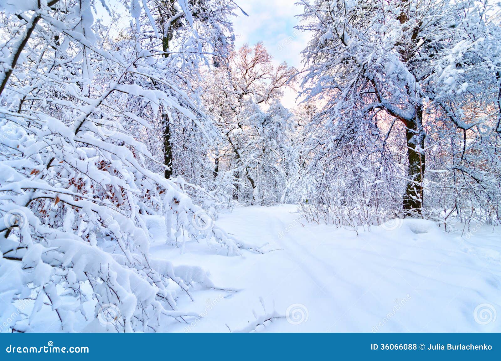 Beautiful winter stock photo. Image of climate, beautiful - 36066088