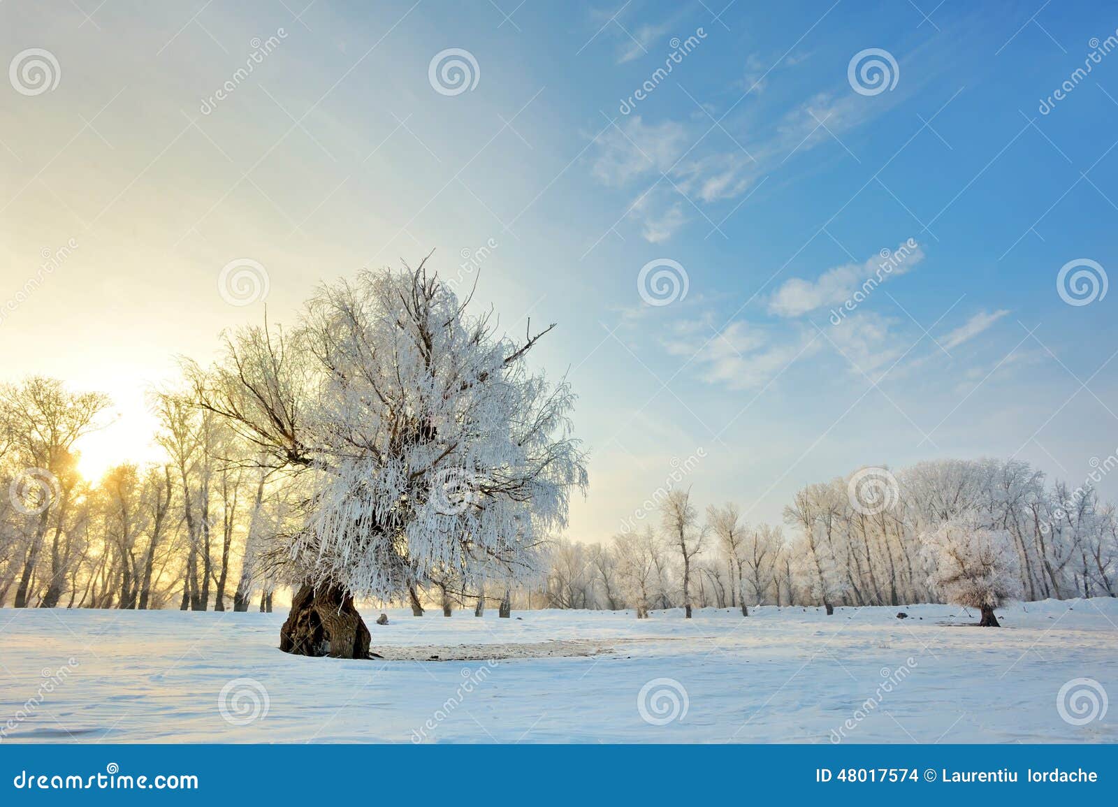 Beautiful Winter Sunset with Trees Stock Photo - Image of seasonal ...