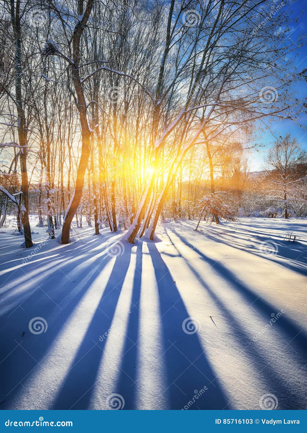 Beautiful Winter Sunset with Trees in the Snow Stock Image - Image of ...