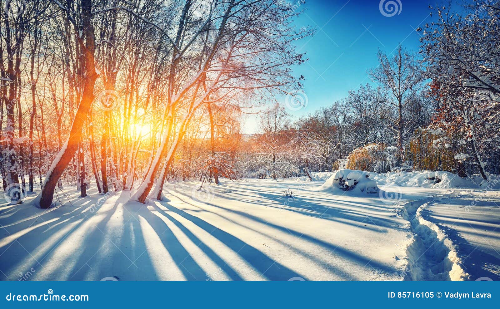 Beautiful Winter Sunset with Trees in the Snow Stock Image - Image of ...