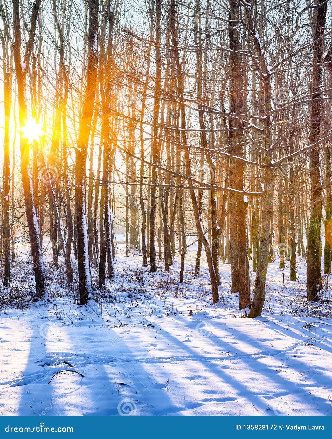 Beautiful Winter Sunset with Trees in the Snow Stock Photo - Image of ...