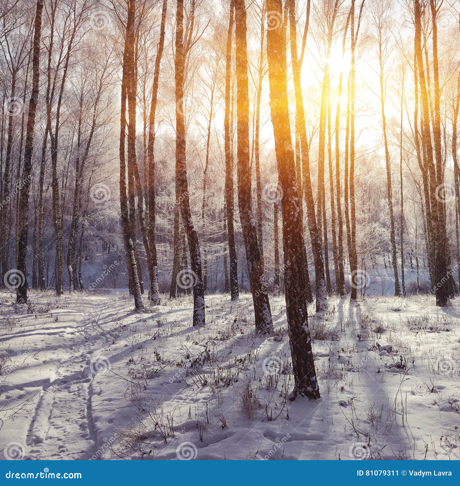 Beautiful Winter Sunset with Trees in the Snow Stock Image - Image of ...