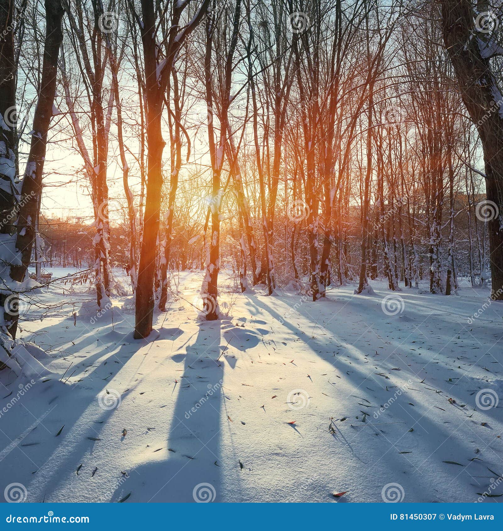 Beautiful Winter Sunset with Trees in the Snow Stock Image - Image of ...