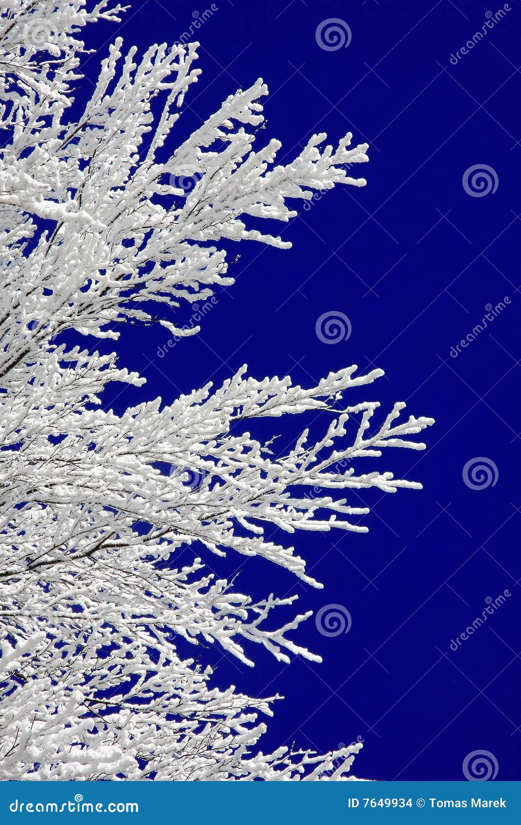 Beautiful Winter Tree with a Blue Sky Stock Photo - Image of frosty ...