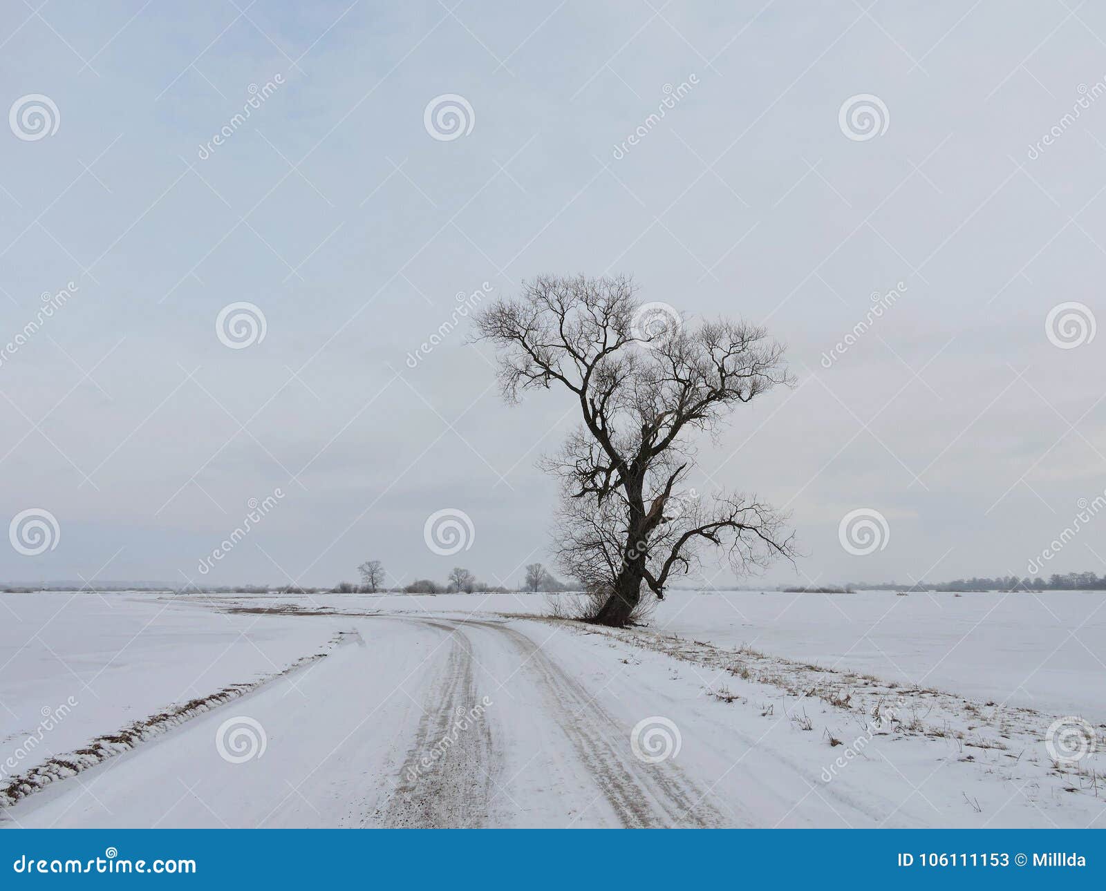 Beautiful Winter Tree and Road, Lithuania Stock Image - Image of branch ...