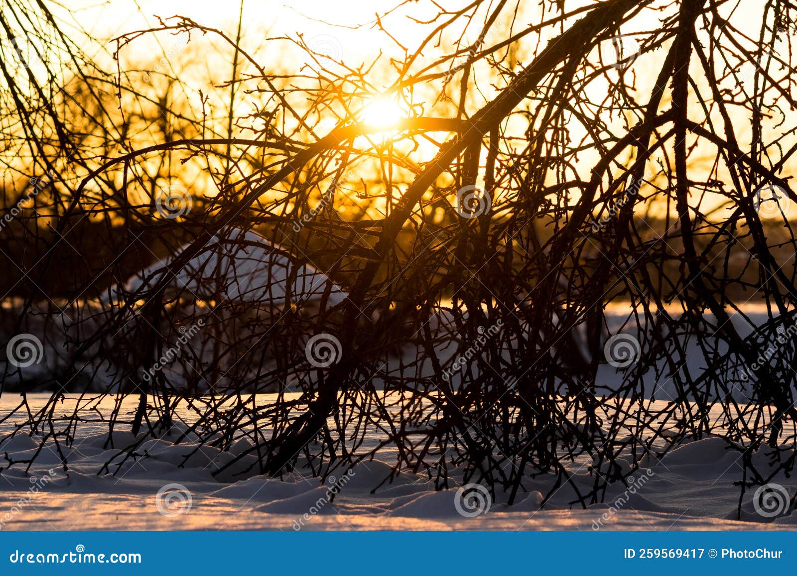 Beautiful Winter View of Tree Branches Lit by the Sun Stock Image ...