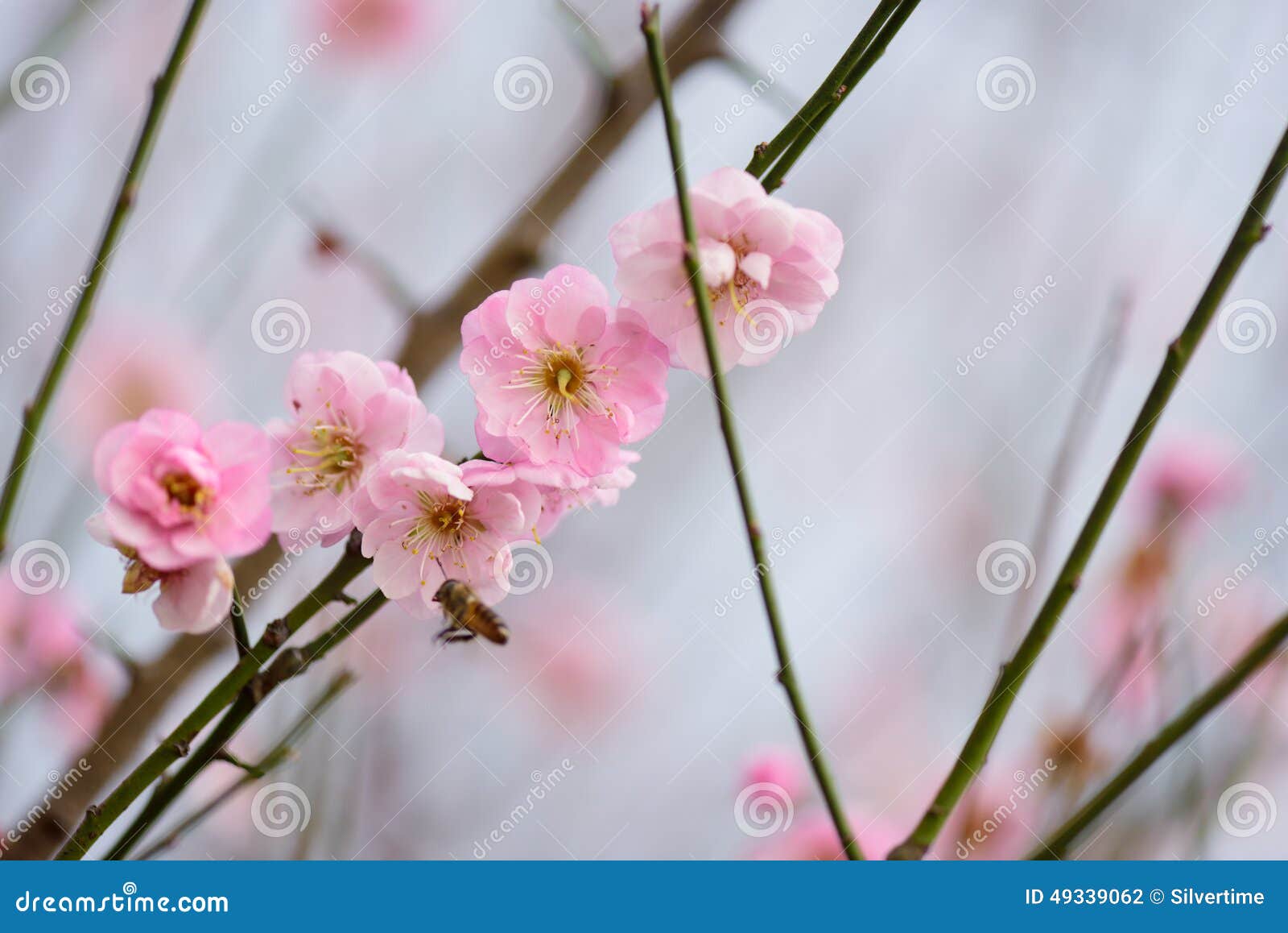 Beautiful wintersweet stock photo. Image of floral, botanical - 49339062