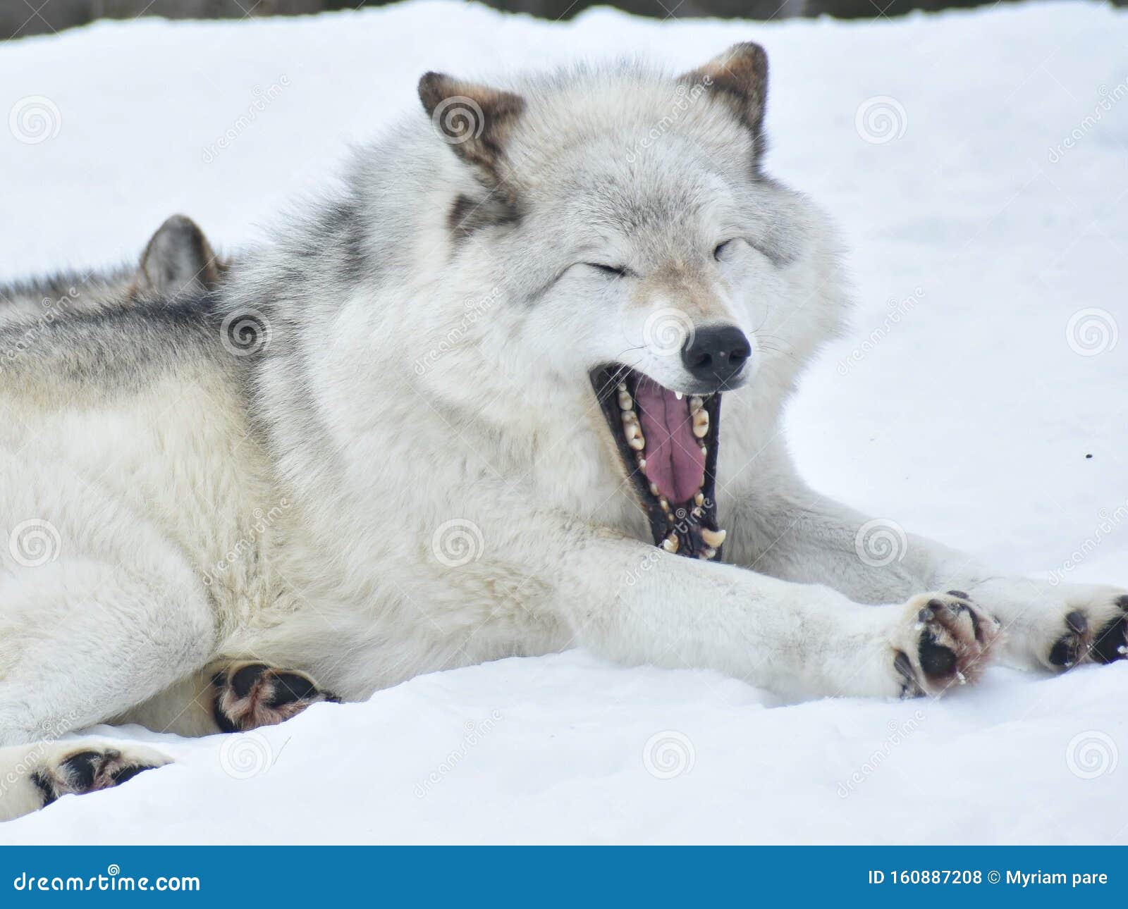 The beautiful Wolf stock photo. Image of wolf, animals - 160887208