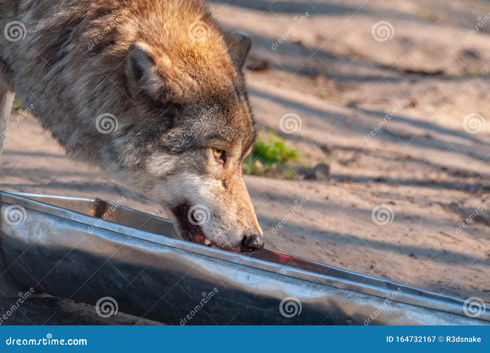 Wolf Drinking from the Bowl in the Zoo Stock Image - Image of creature ...