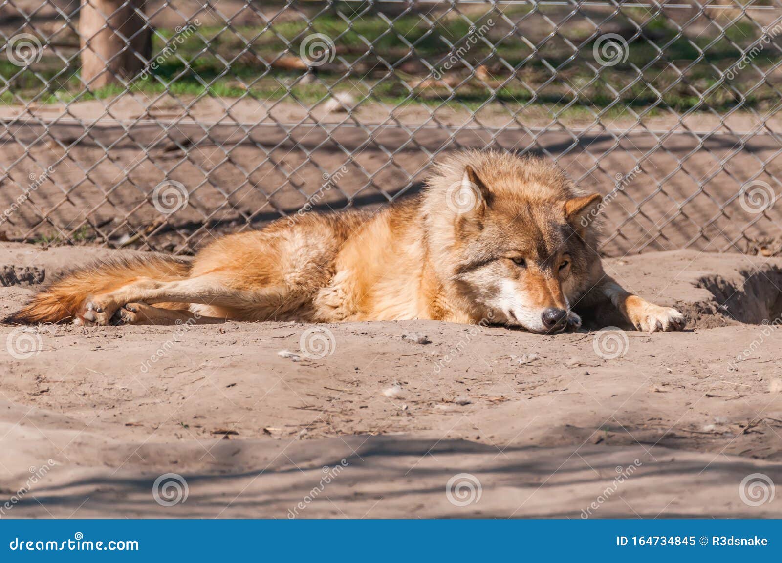 Lazy Wolf Resting in the Zoo Stock Image - Image of natural, nature ...