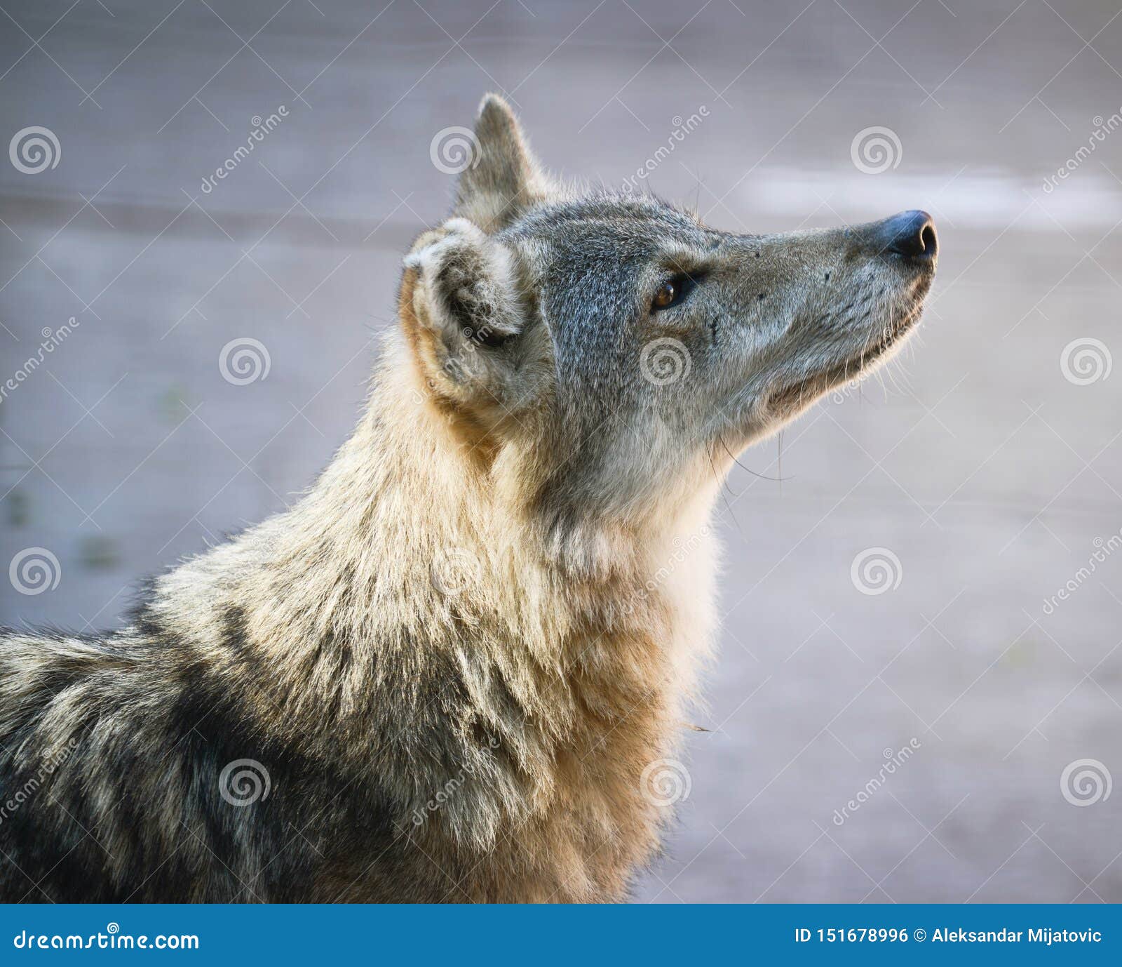 Beautiful wolf portrait stock photo. Image of face, nature - 151678996
