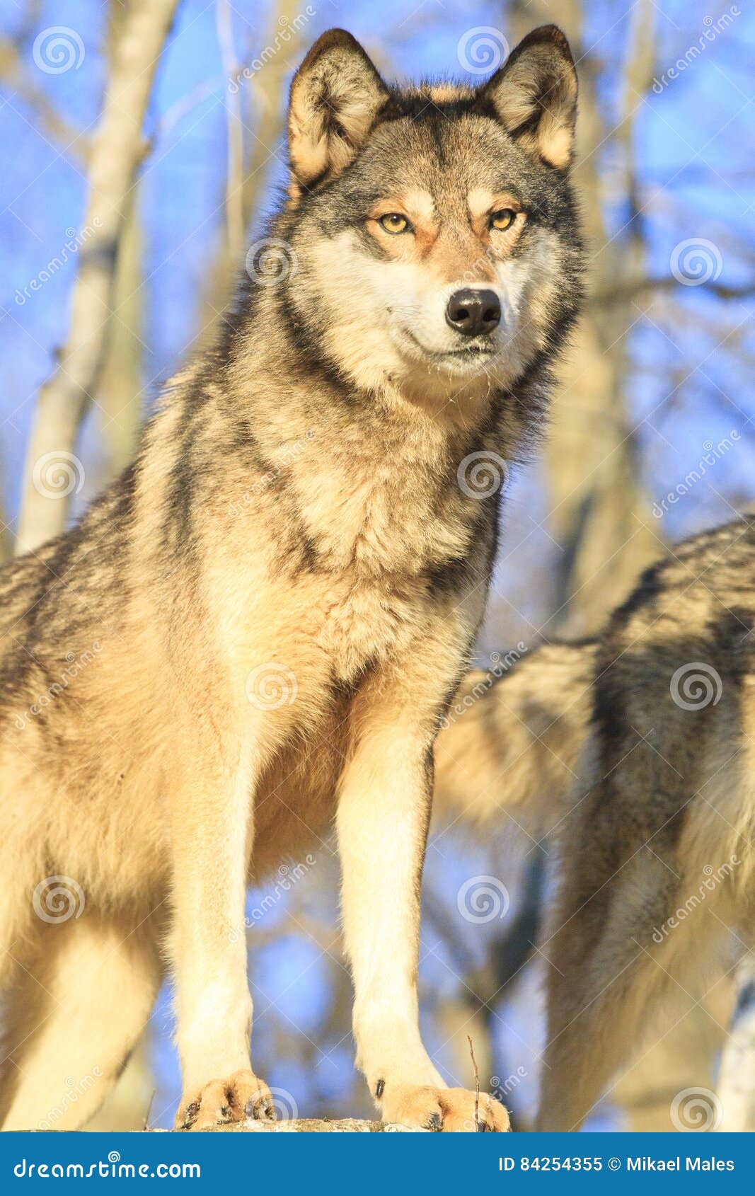Beautiful wolf portrait stock image. Image of beautiful - 84254355
