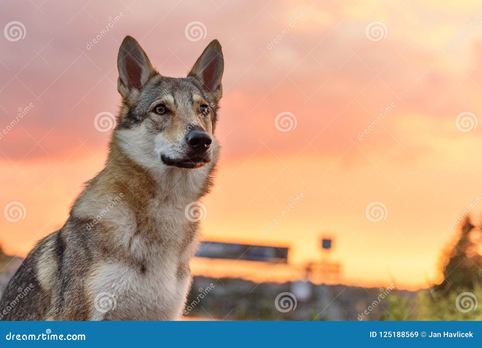Wolf at sunset stock image. Image of carnivore, brown - 125188569
