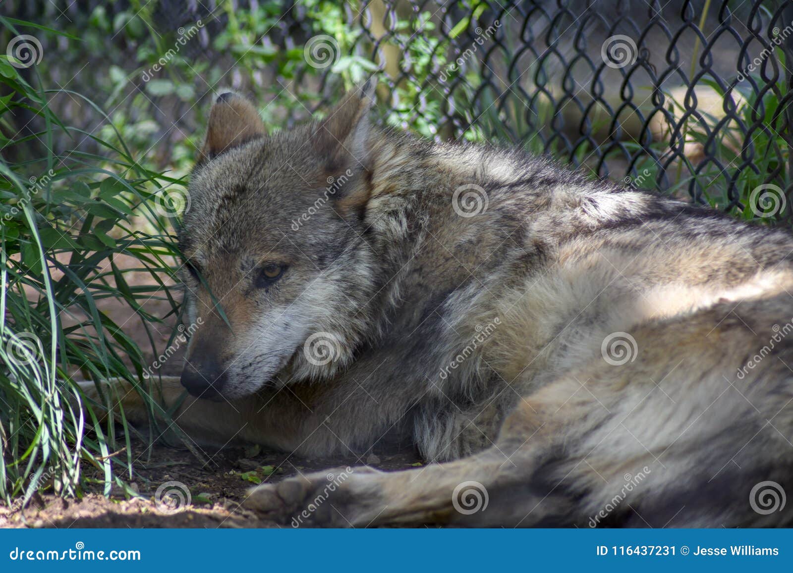Wolf stock image. Image of spring, wolf, laying, cool - 116437231