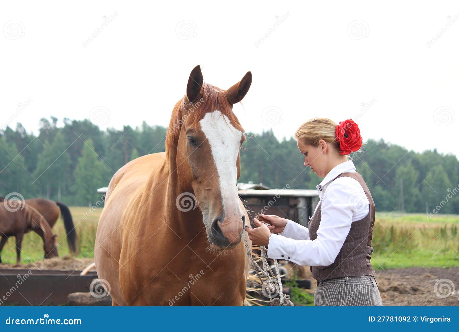 Beautiful Woman Getting Horse Ready for the Riding Stock Photo - Image ...