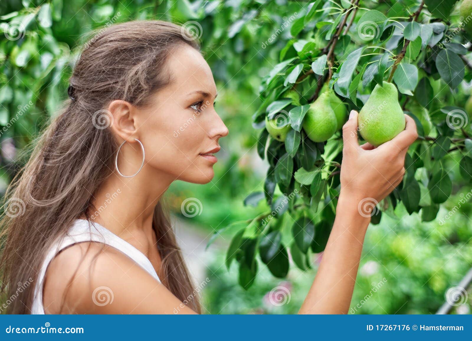 Beautiful Woman Picking the Pear Stock Photo - Image of agriculture ...