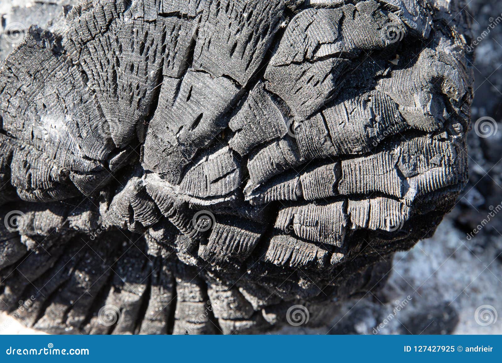 Beautiful Wood Ash Background.Black Background.Scorched Tree Background ...
