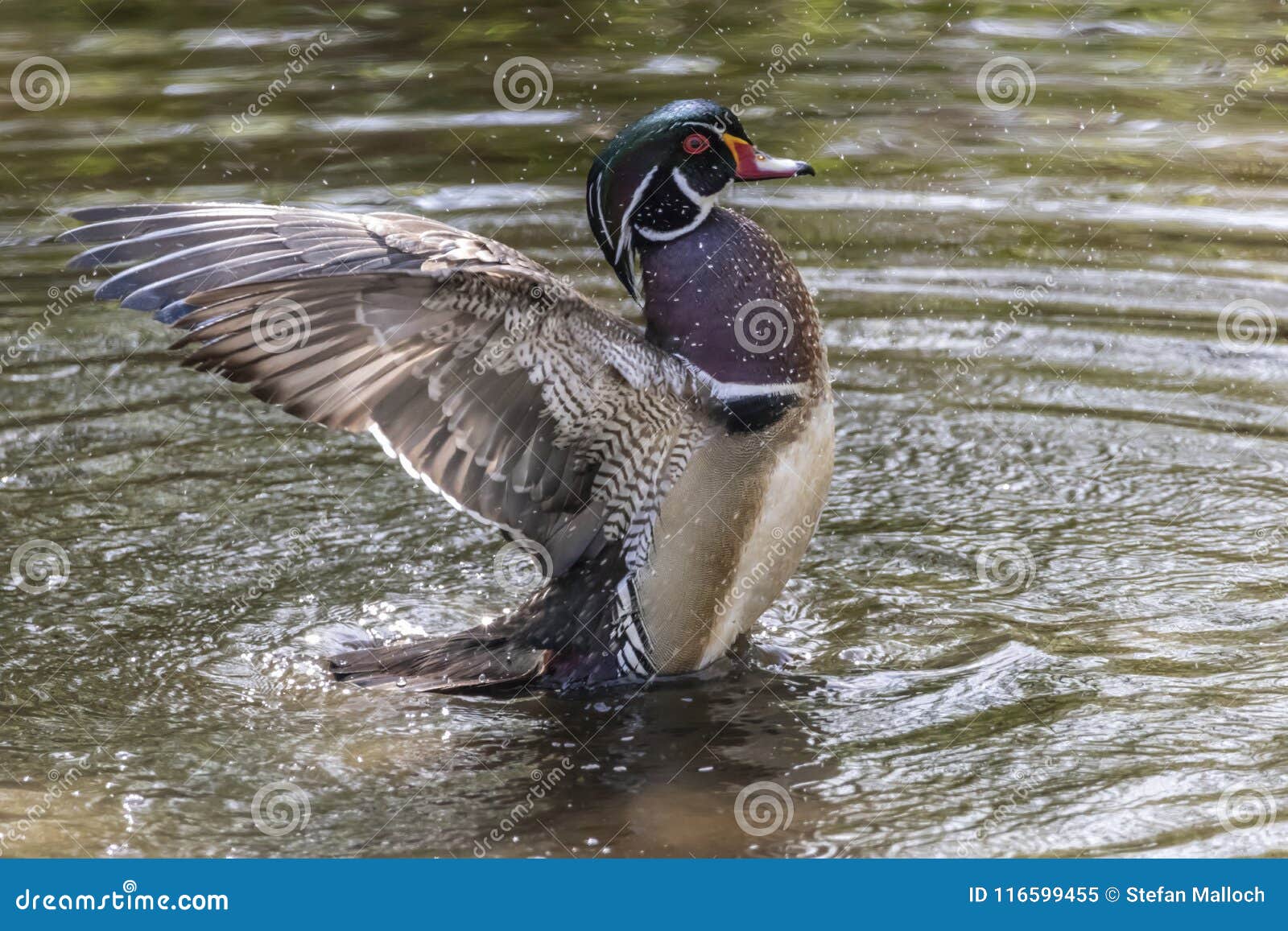 Beautiful Wood Duck Flapping Its Wings Stock Image - Image of animal ...
