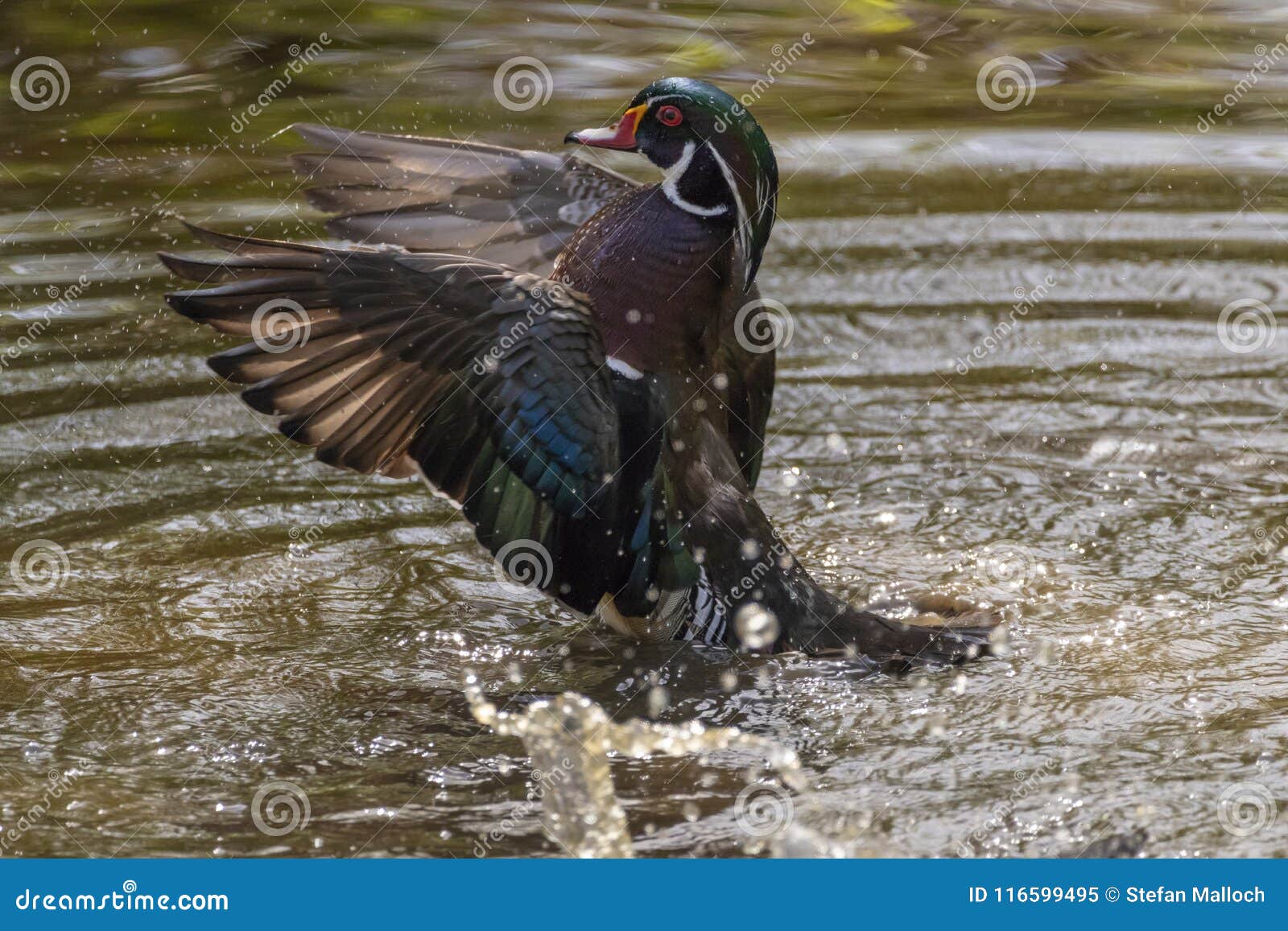 Beautiful Wood Duck Flapping Its Wings Stock Image - Image of waterfowl ...