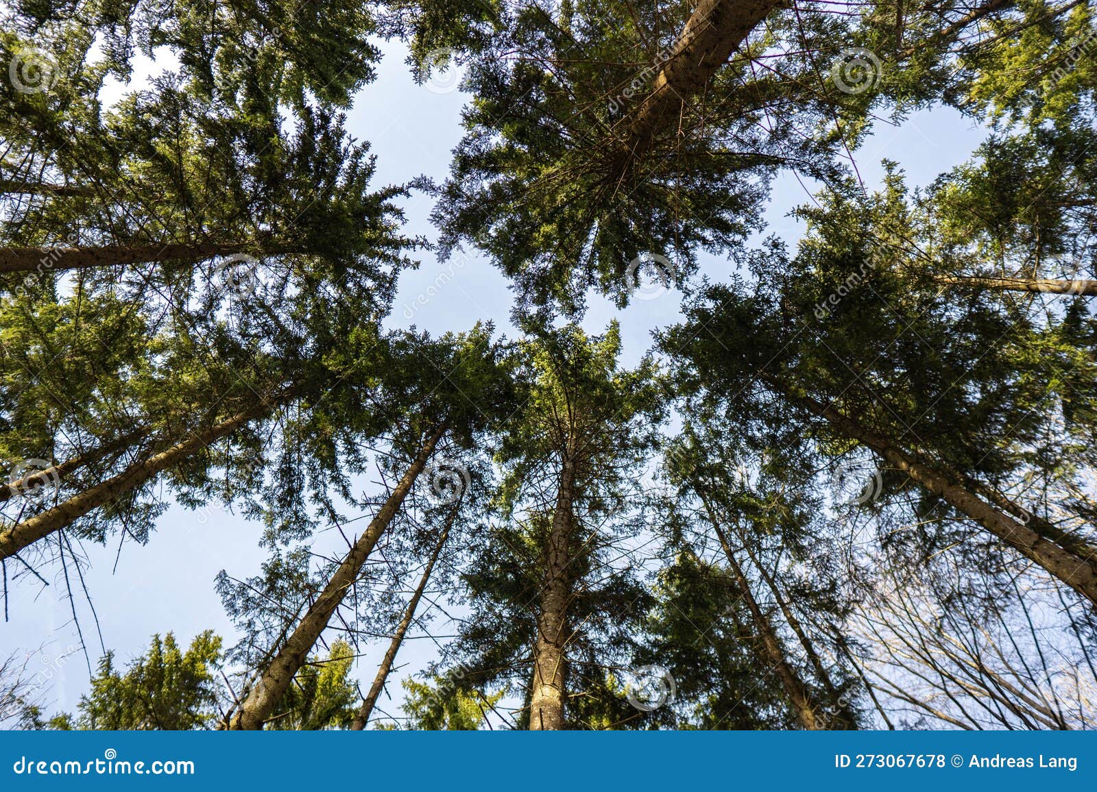 Beautiful Wood Natural Daylight Forest Trees Stock Photo - Image of ...