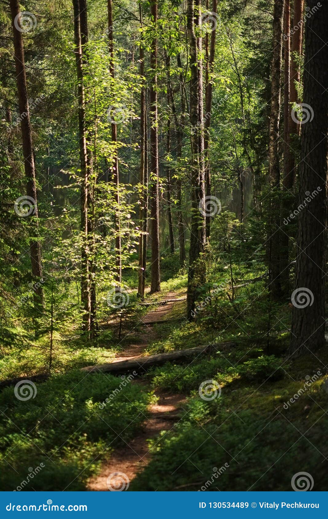 Beautiful Wood at the Sunset. Forest Path Environment Protection. Stock ...